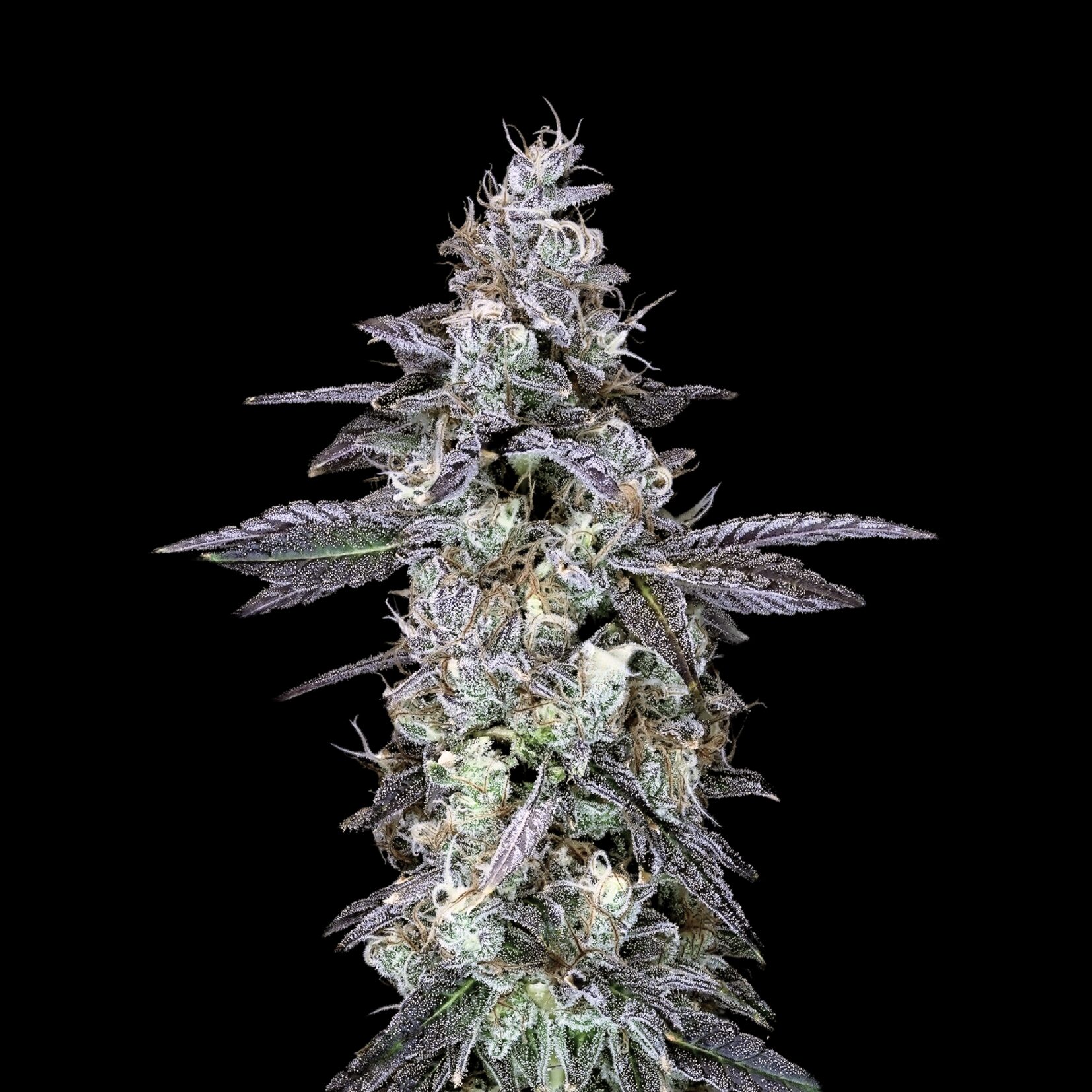 Garlic Breath Strain Info | Wojo Co