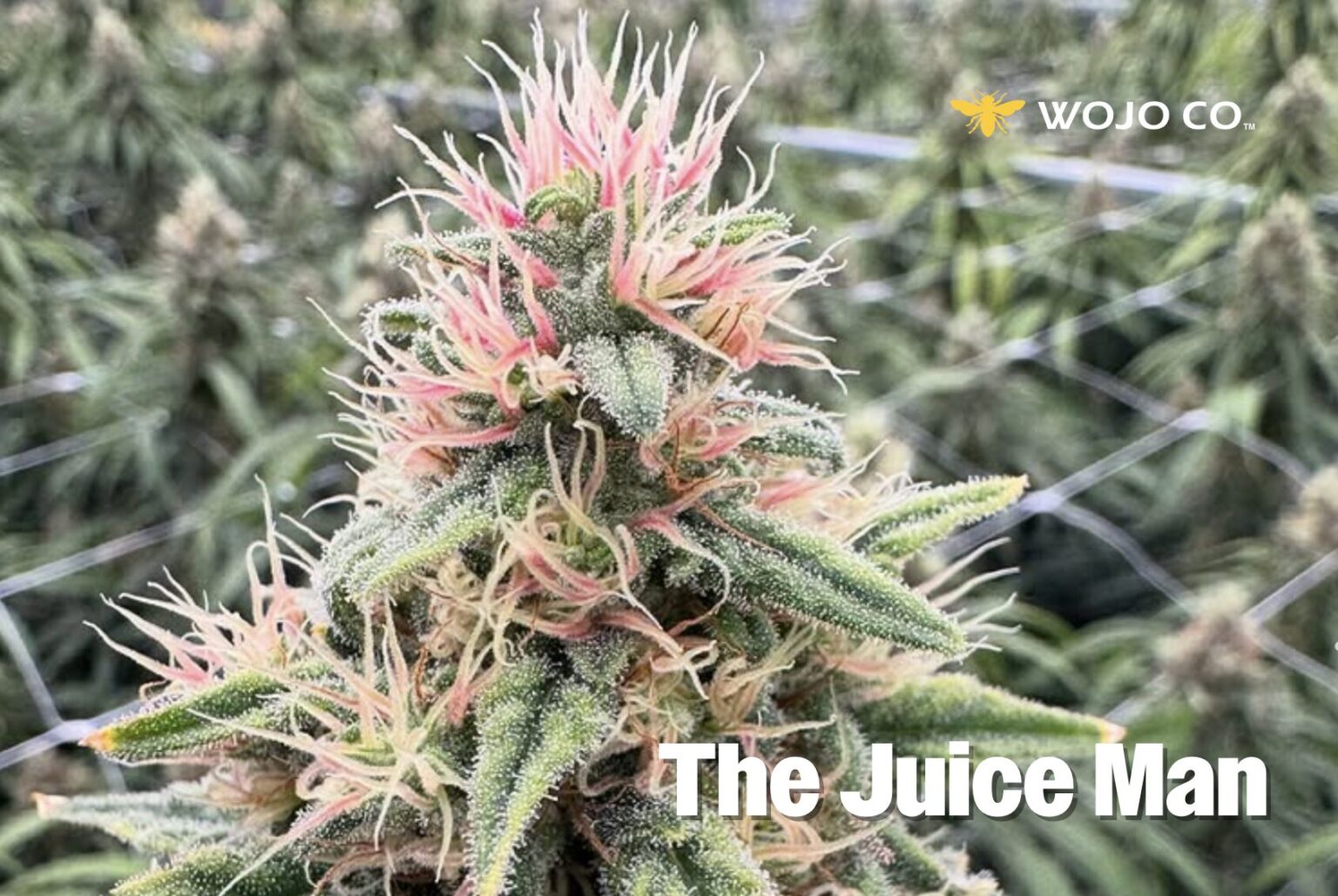 Why Are Some Cannabis Strains Pink? | Wojo Co